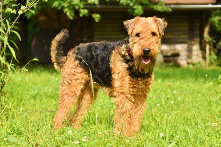9 Hunde mit Locken - Bilder und Infos - Fell-Freund