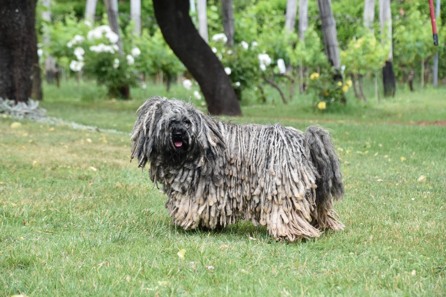 9 Hunde mit Locken - Bilder und Infos - Fell-Freund