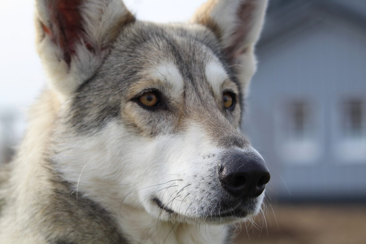 Wolfshunde - 6 Hunderassen die wie ein Wolf aussehen - Fell-Freund