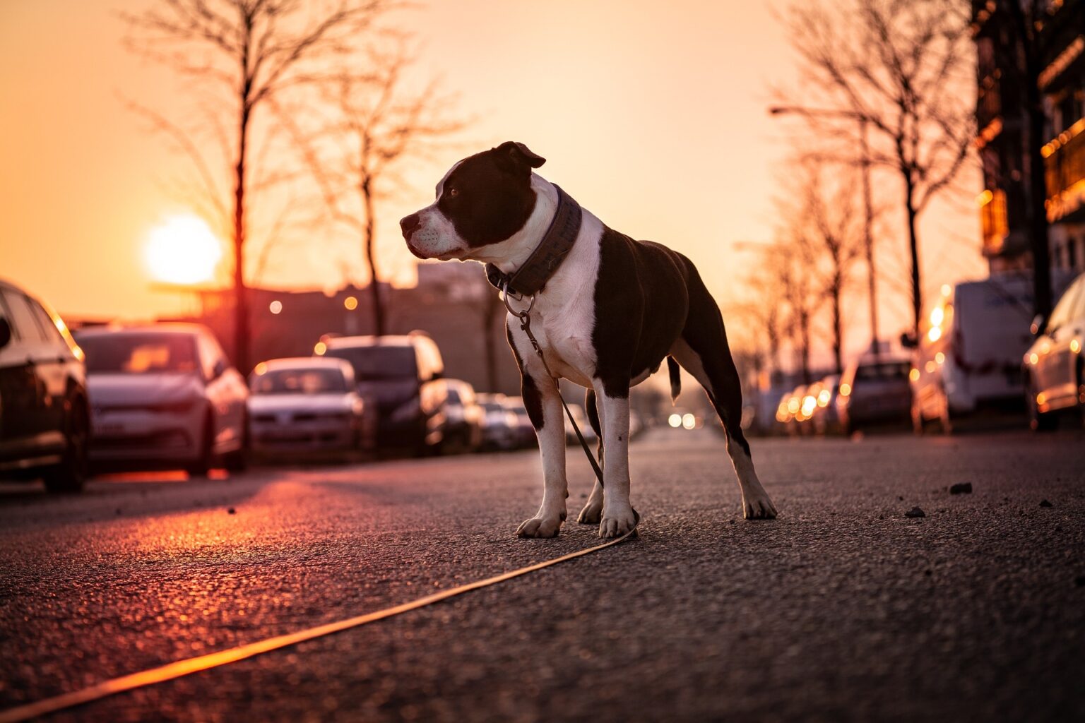 Hundehaltung in der Stadt - artgerecht? 4 Tipps - Fell-Freund